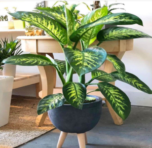 An Ultimate Guide about the Mishima Plant - Open Grower