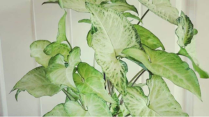 Araceae Family: Characters, Distribution, and Types - Open Grower