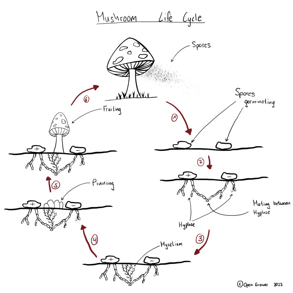 Mushroom Pinning: An Ultimate Guide - Open Grower