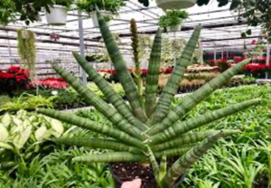 Starfish Snake Plant - Open Grower